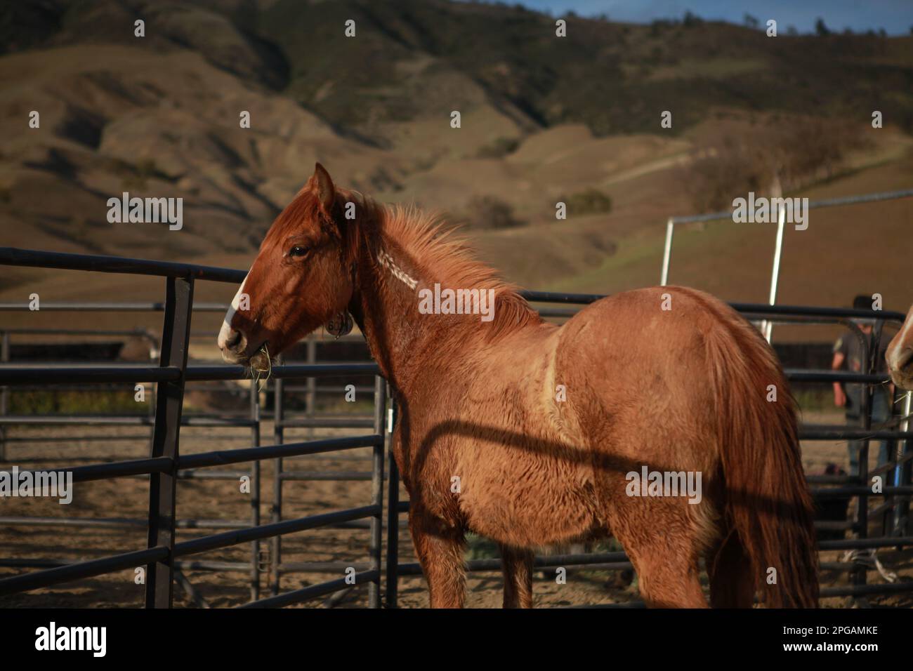 Wild mustang in corral, California Stock Photo - Alamy