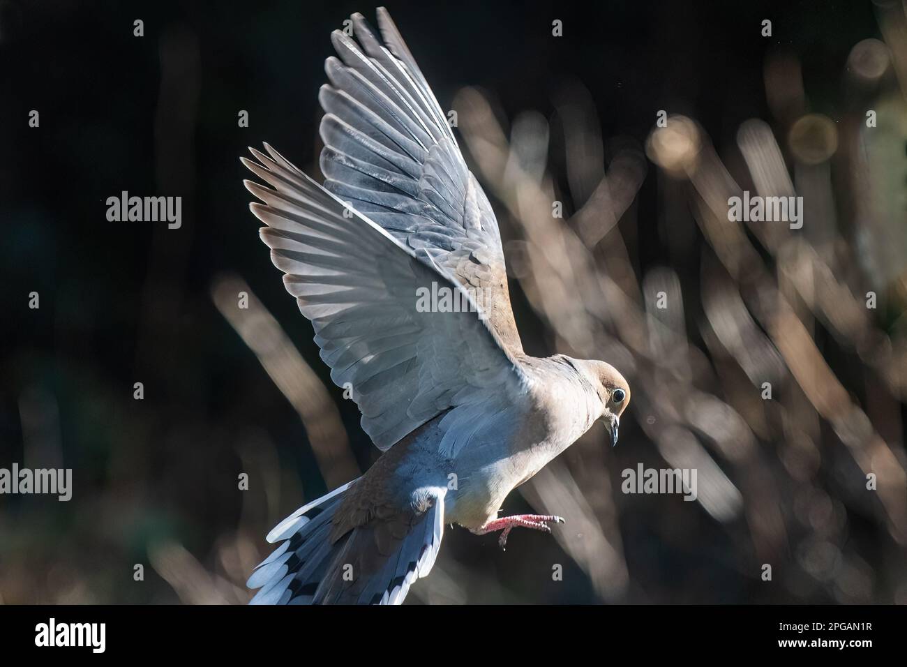 Mourning dove flight Stock Photo - Alamy