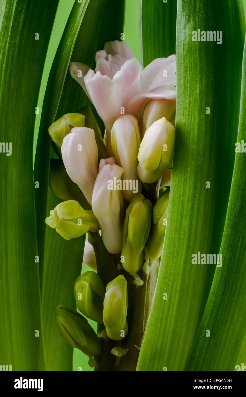 pink hyacinth (Hyacinthus), blooming magnificent inflorescence ...