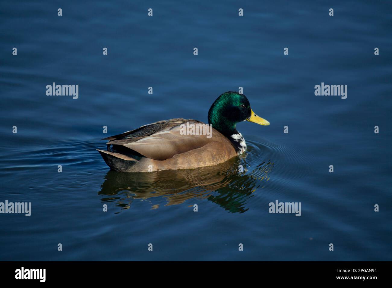 Waterfowl pond hi-res stock photography and images - Alamy