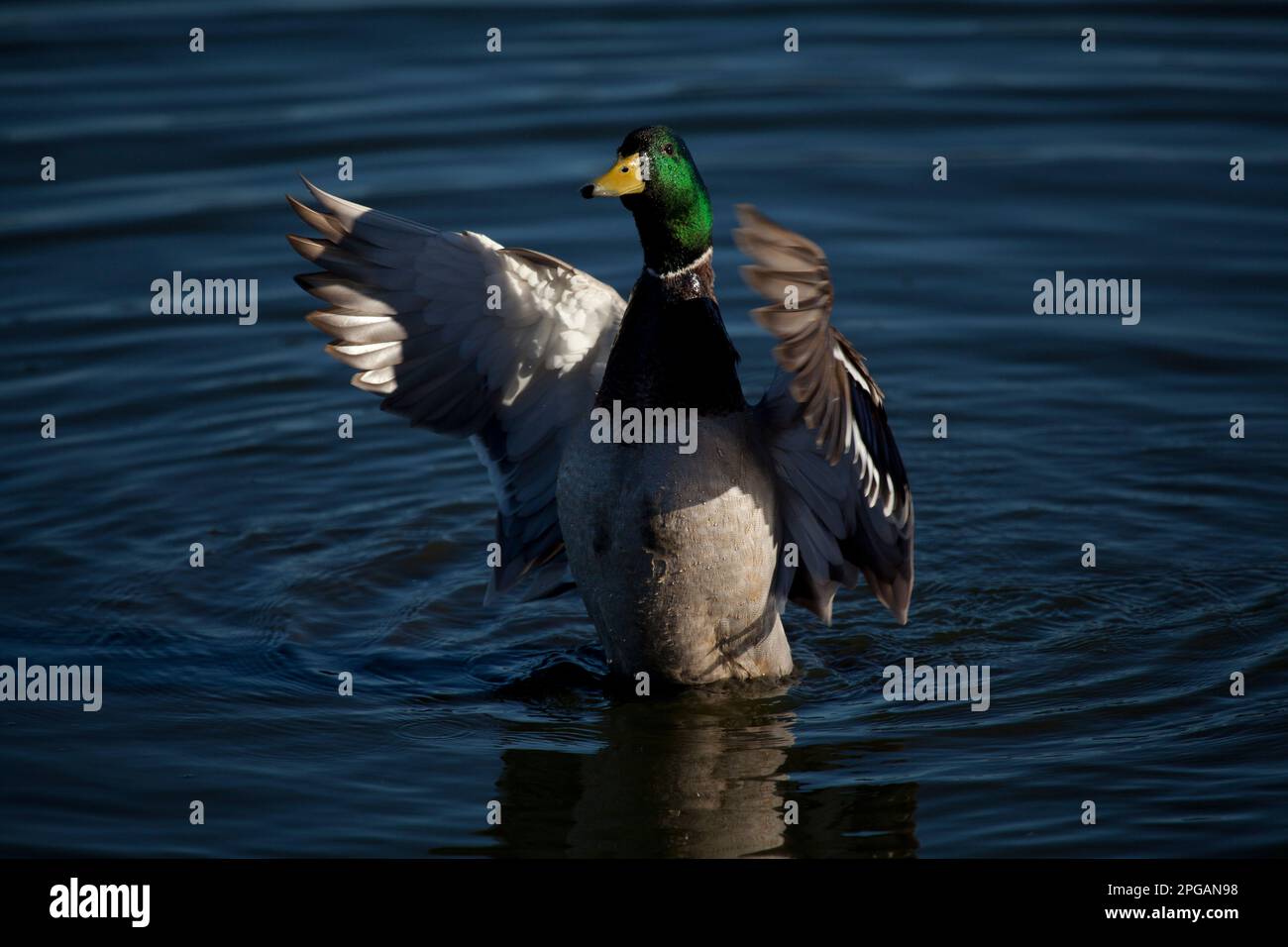 Waterfowl pond hi-res stock photography and images - Alamy