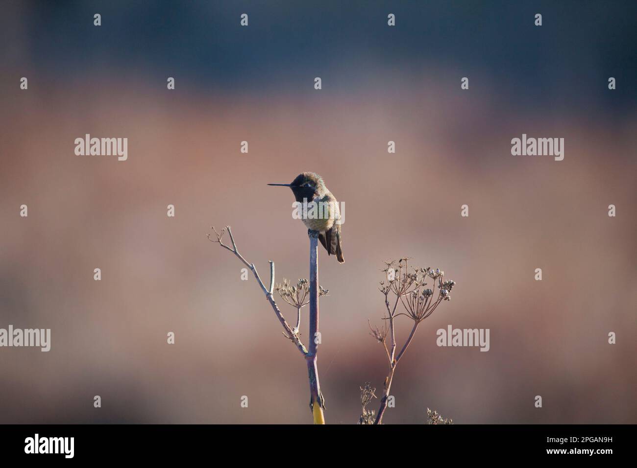 Hummingbird beautiful photo and image hi-res stock photography and ...