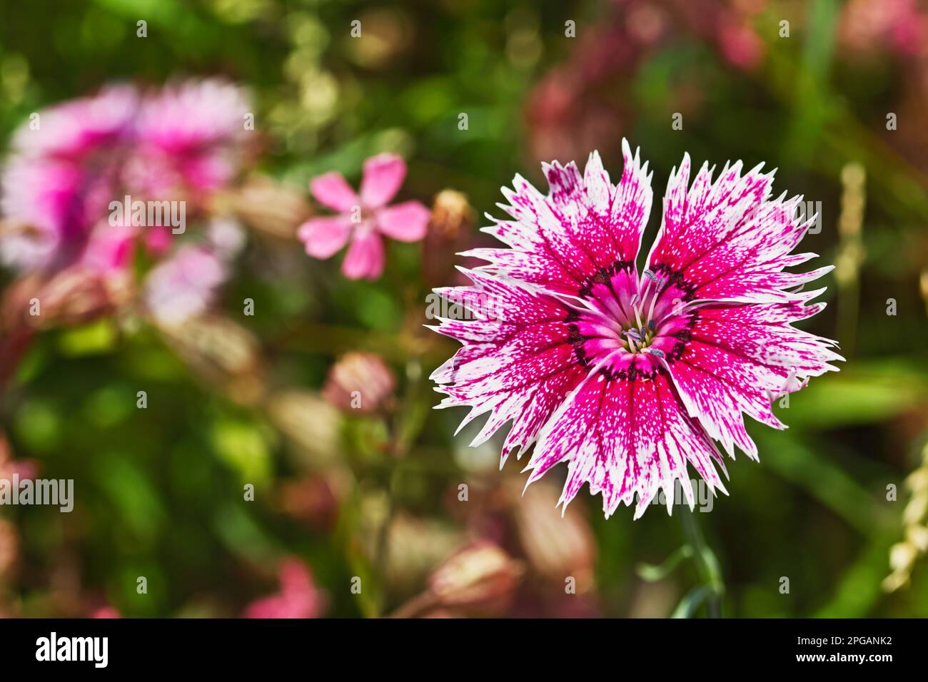 Red pink daisy dianthus flower with white border on green garden ...