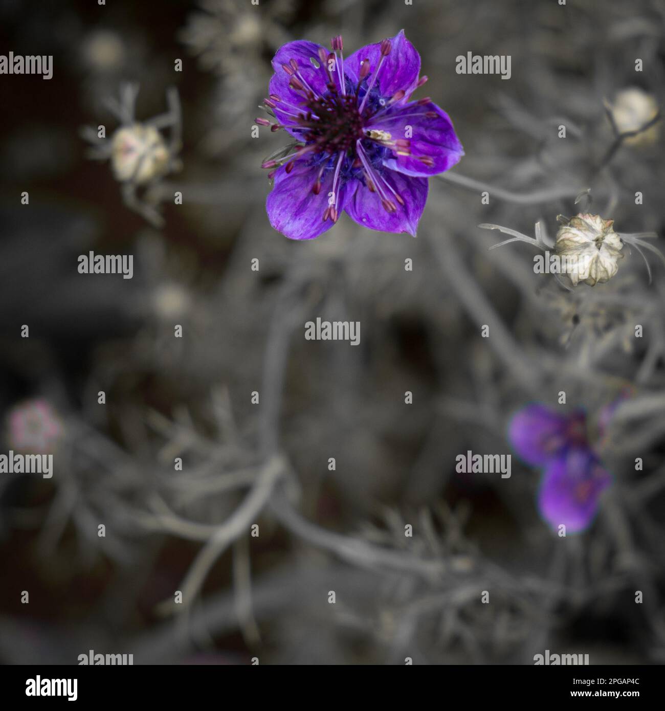 A purple delicate looking species plant with flowers in bloom in late ...