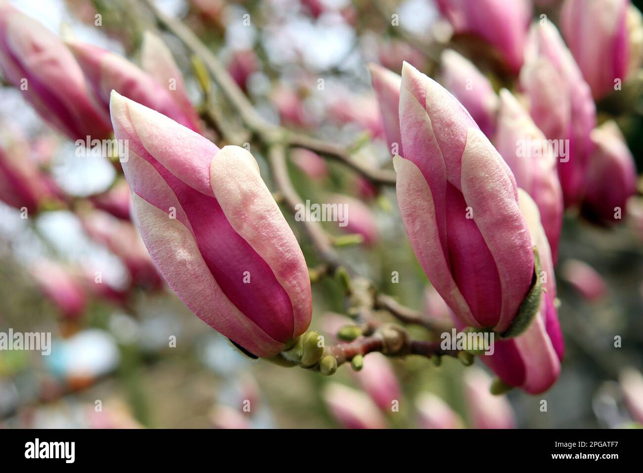 Bla hen flower hi-res stock photography and images - Alamy