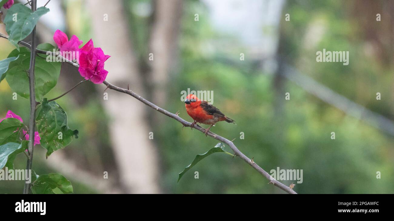 Fody bird seychelles fody hi-res stock photography and images - Alamy