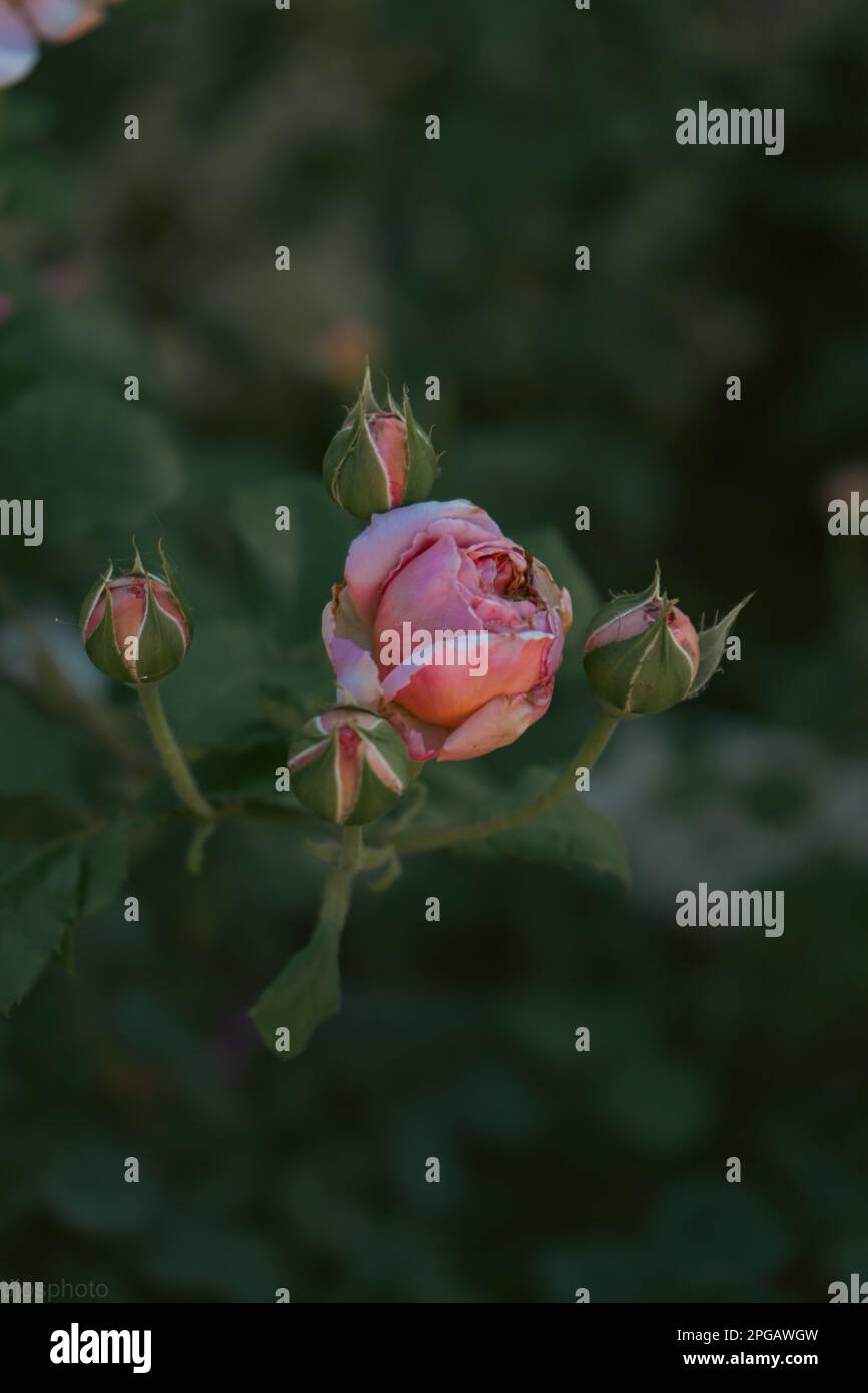 Blooming yellow and red roses in a mystical garden on a mysterious ...