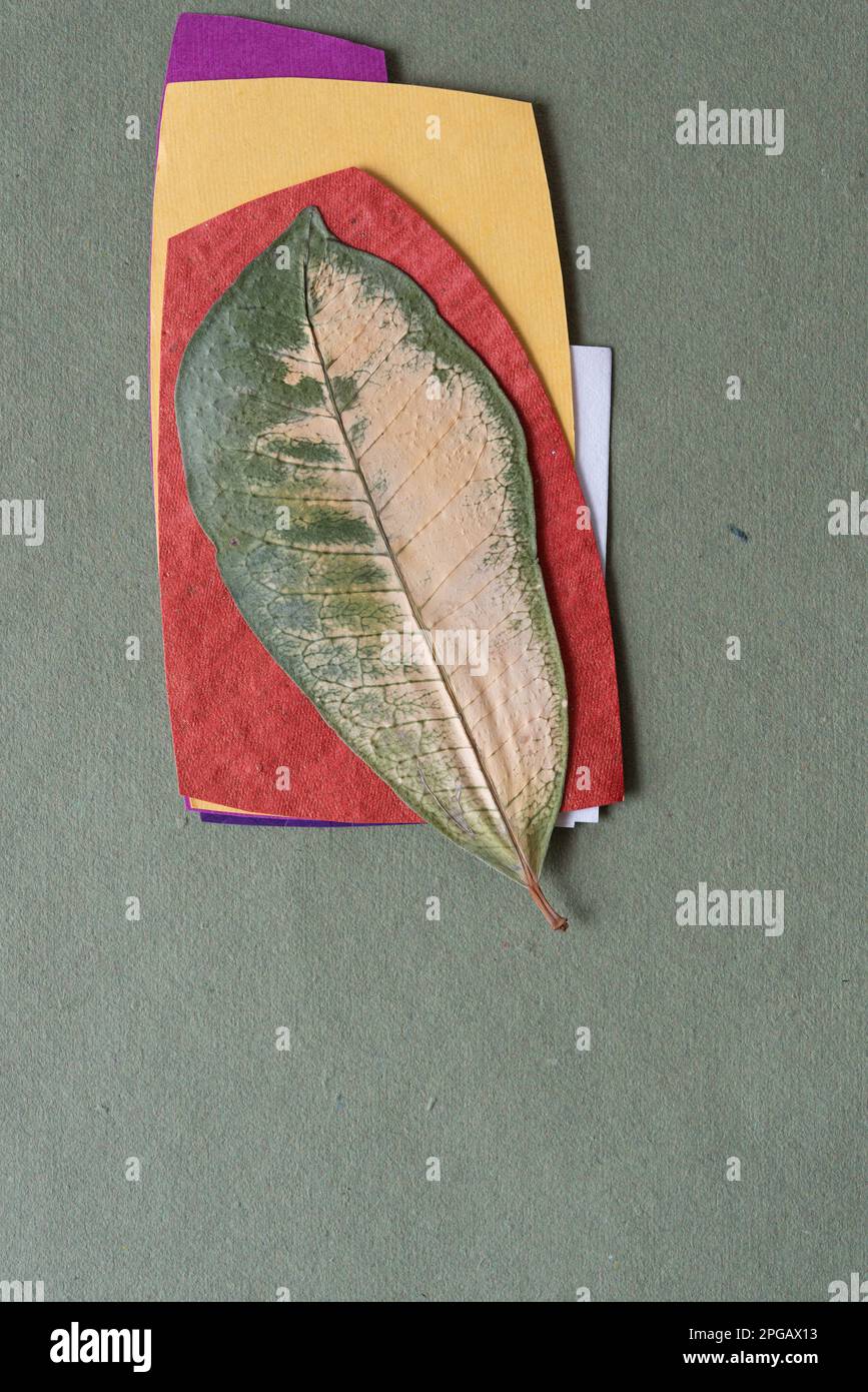 isolated dry leaf on pile of paper cards and rough green paper Stock ...