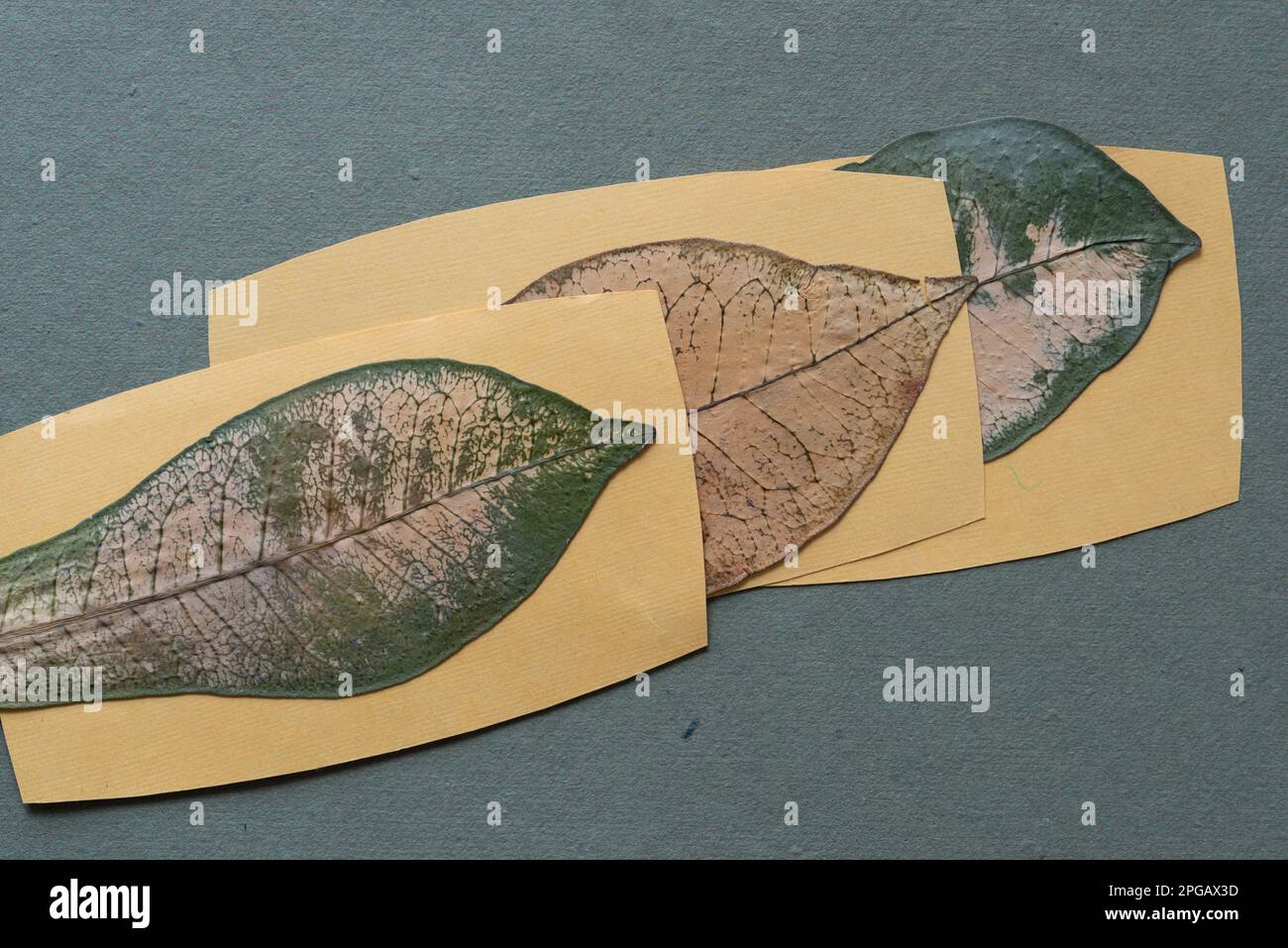 Layered stem hi-res stock photography and images - Alamy