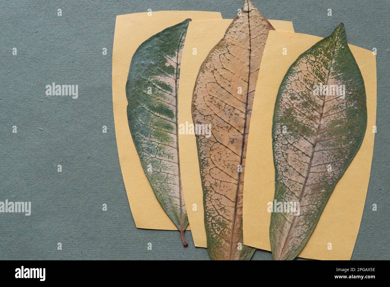 layered dried leaves and yellow cards on rough green paper Stock Photo ...