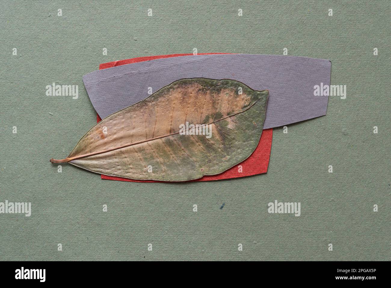 dried leaf and paper shapes on rough green paper Stock Photo - Alamy
