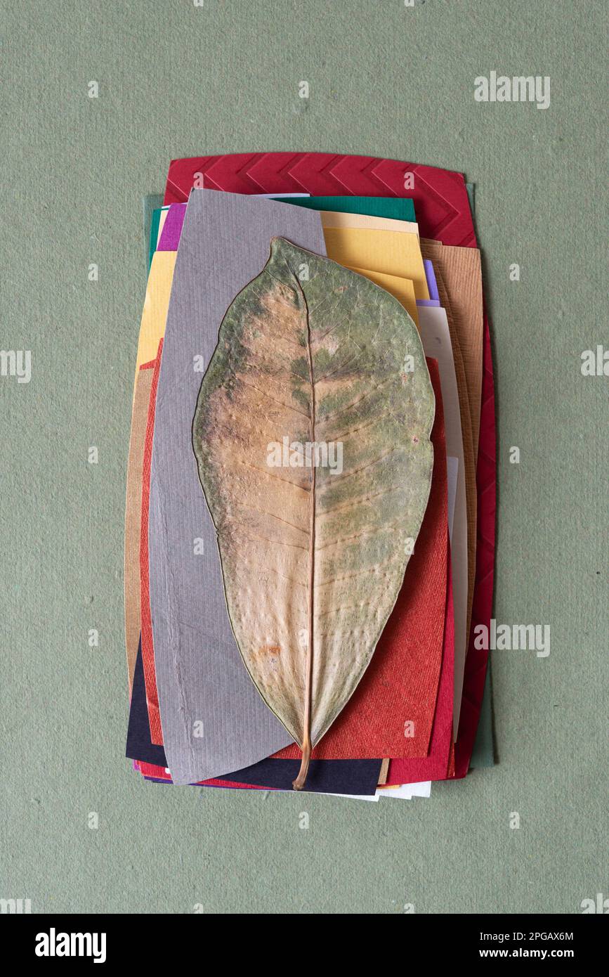 dried leaf on a pile of variously coloured cards (on rough green paper ...