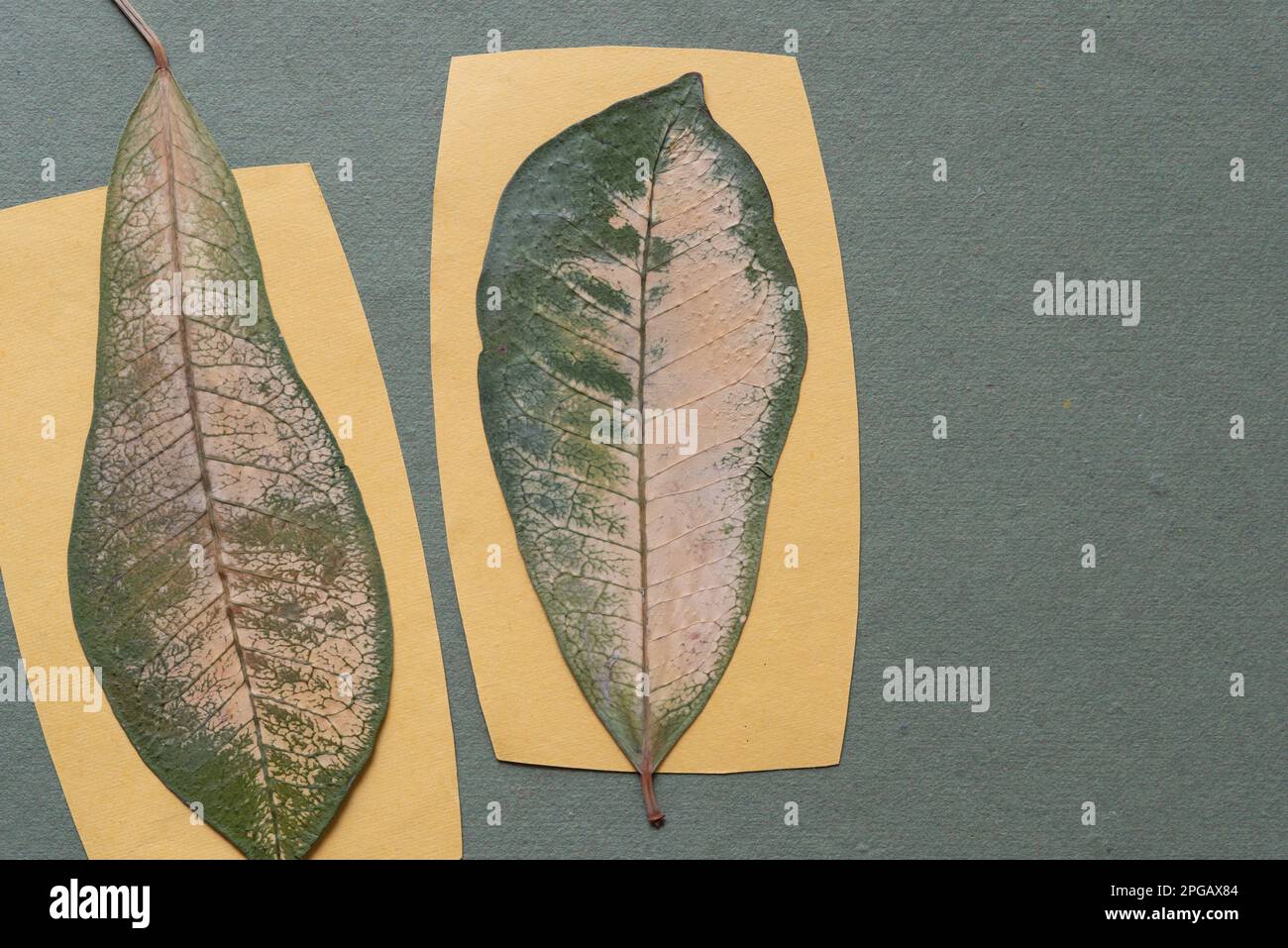 dried leaves on yellow paper cards and rough green paper Stock Photo ...