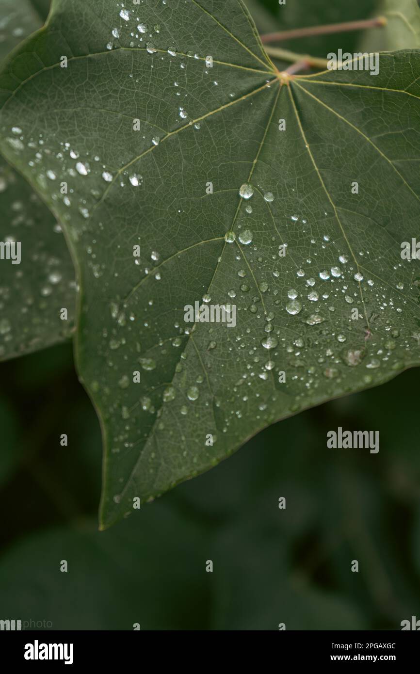 Lily flower with rain drops. Desktop wallpaper. raindrops. lily. Close ...