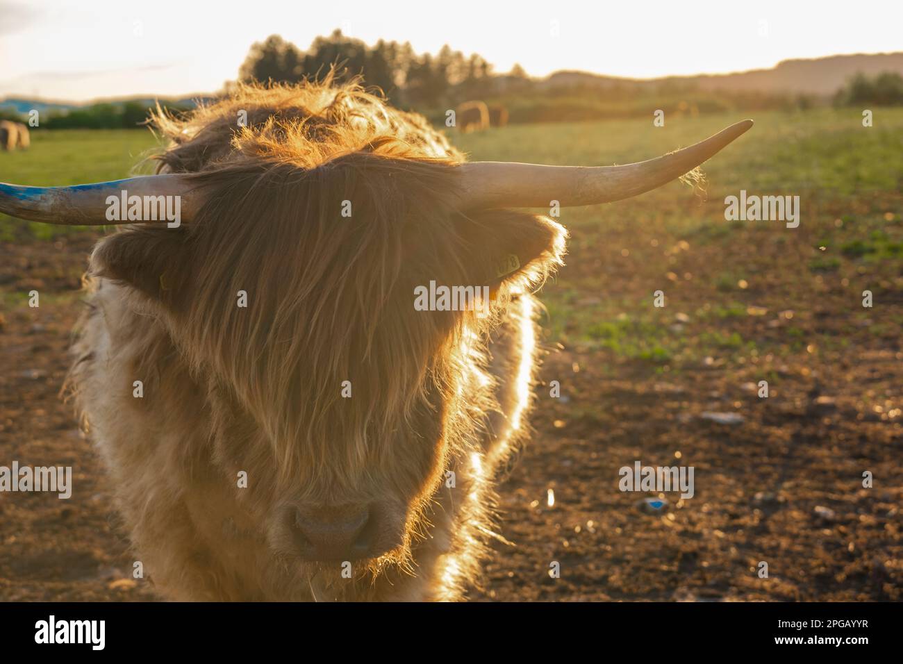 Highland breed.Scottish Red bull in the pasture.Shaggy bull close-up in ...