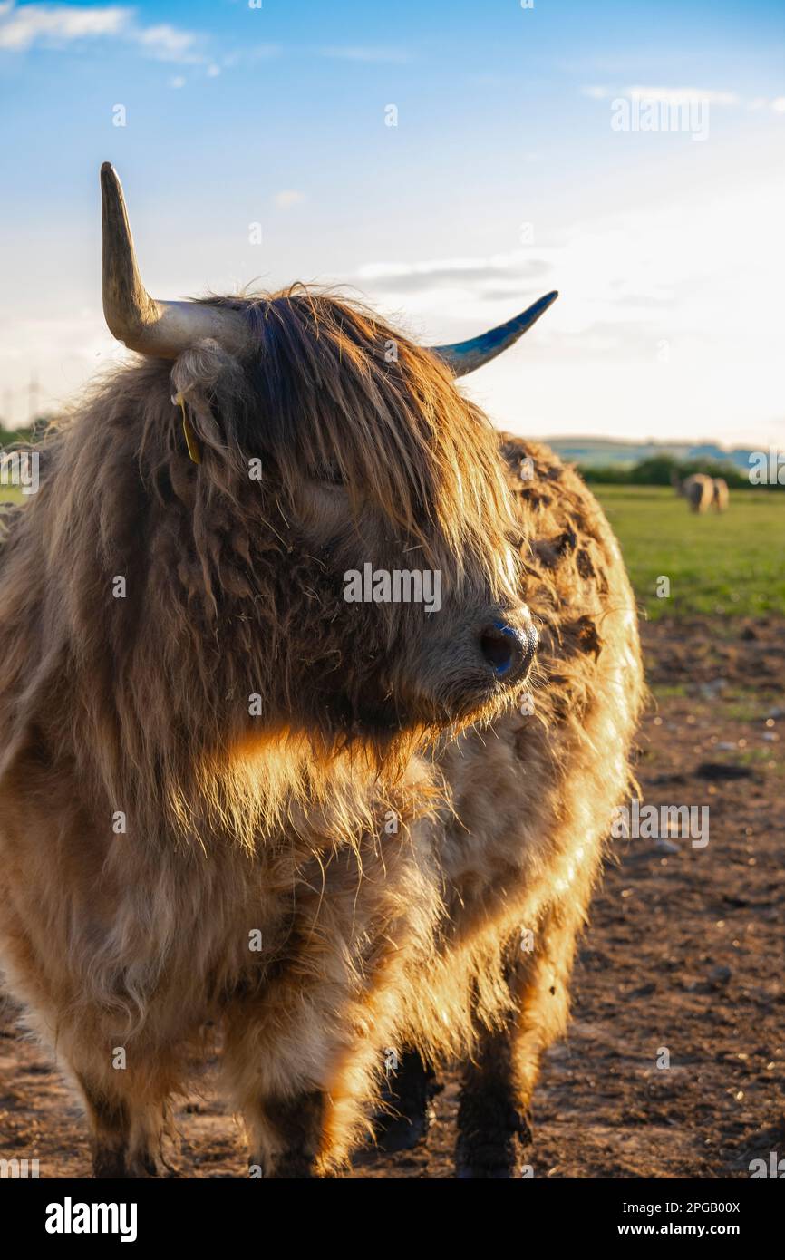Scottish bull in the pasture.Shaggy bull close-up in paddock on blue ...