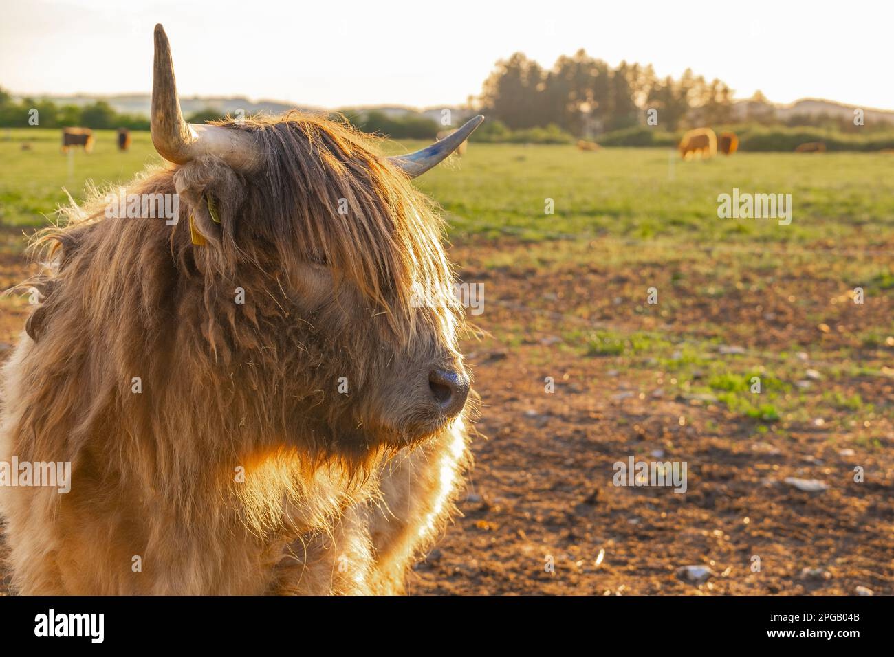 Scottish bull in a field.Highland breed.Scottish Red bull in the ...
