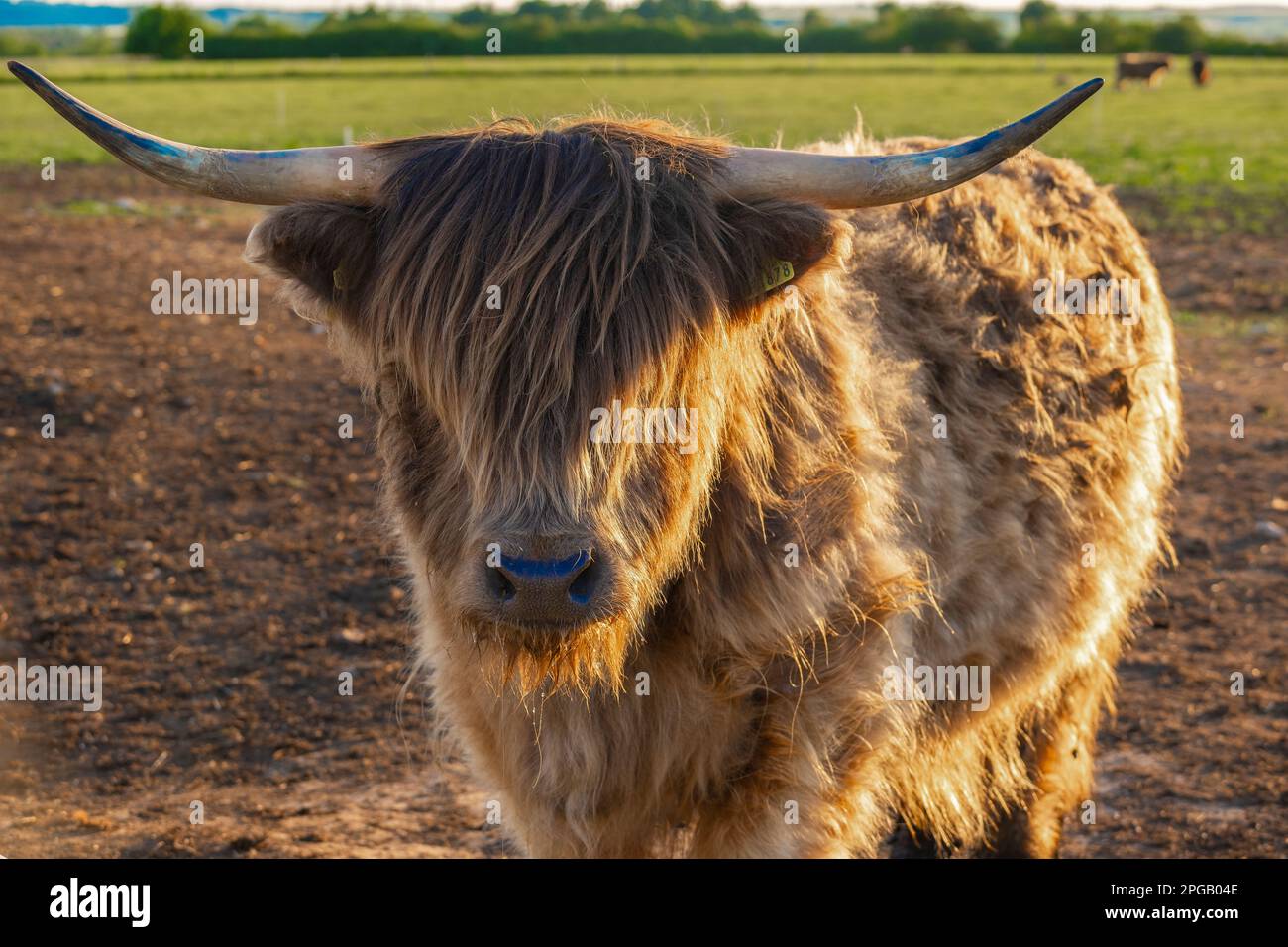 Shaggy bull close-up in paddock on blue sky background.Farming and cow ...