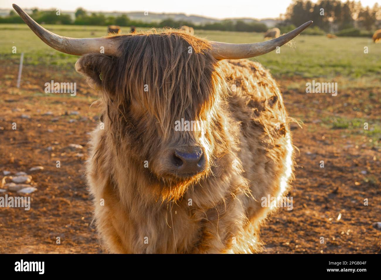Scottish bull in a grassy field.Highland breed.Scottish Red bull in the ...
