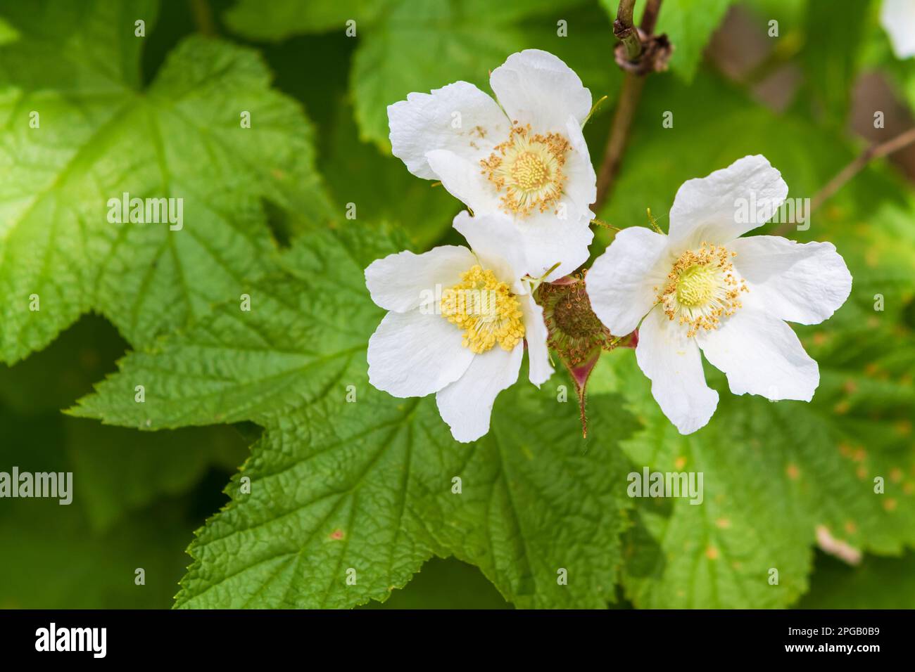 White flowers of the thimbleberry plant (Rubus parviflorus), a ...