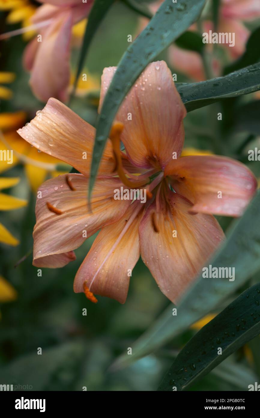 Lily flower with rain drops. Desktop wallpaper. raindrops. lily. Close ...