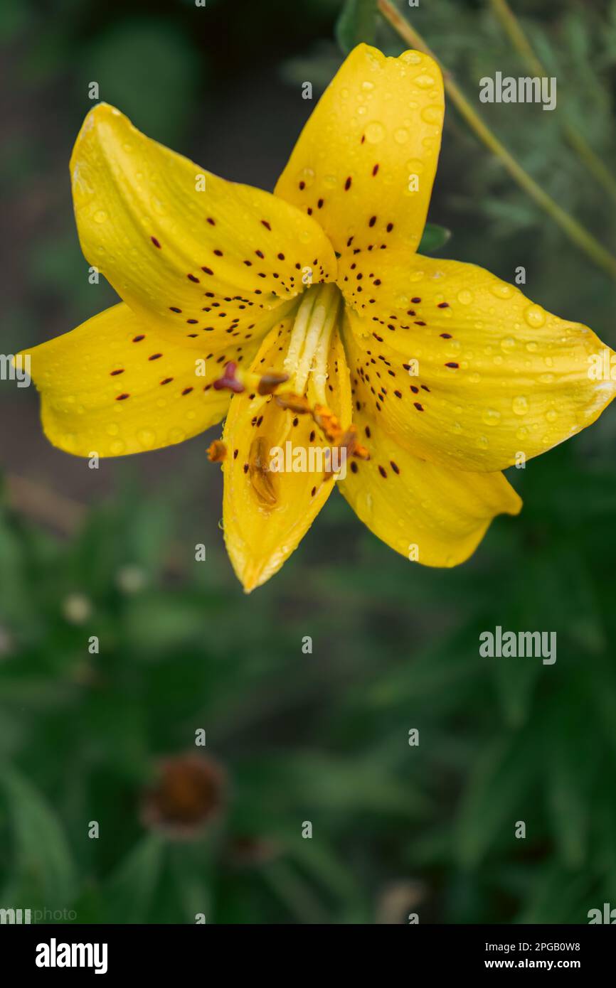 Lily flower with rain drops. Desktop wallpaper. raindrops. lily. Close ...