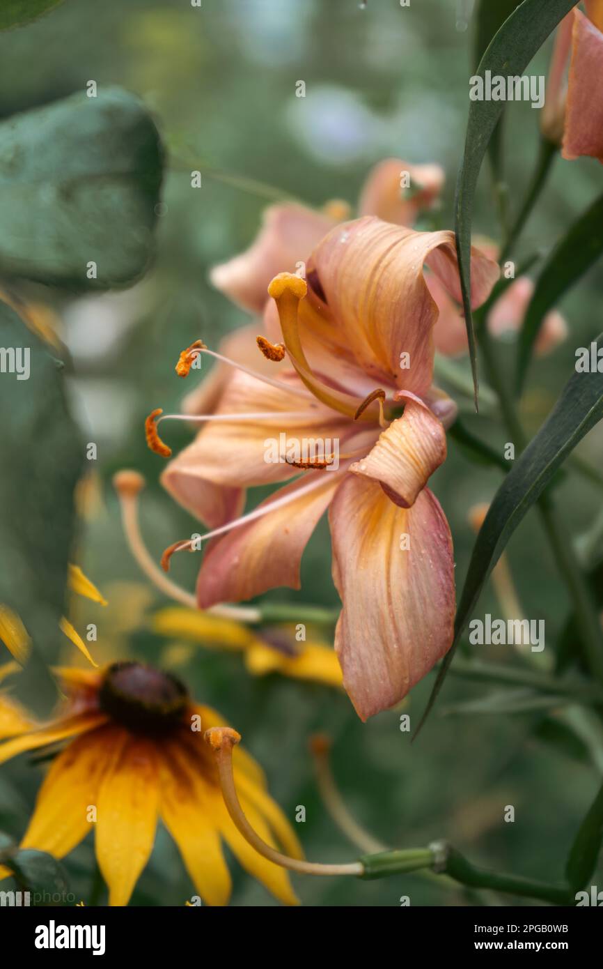 Lily flower with rain drops. Desktop wallpaper. raindrops. lily. Close ...