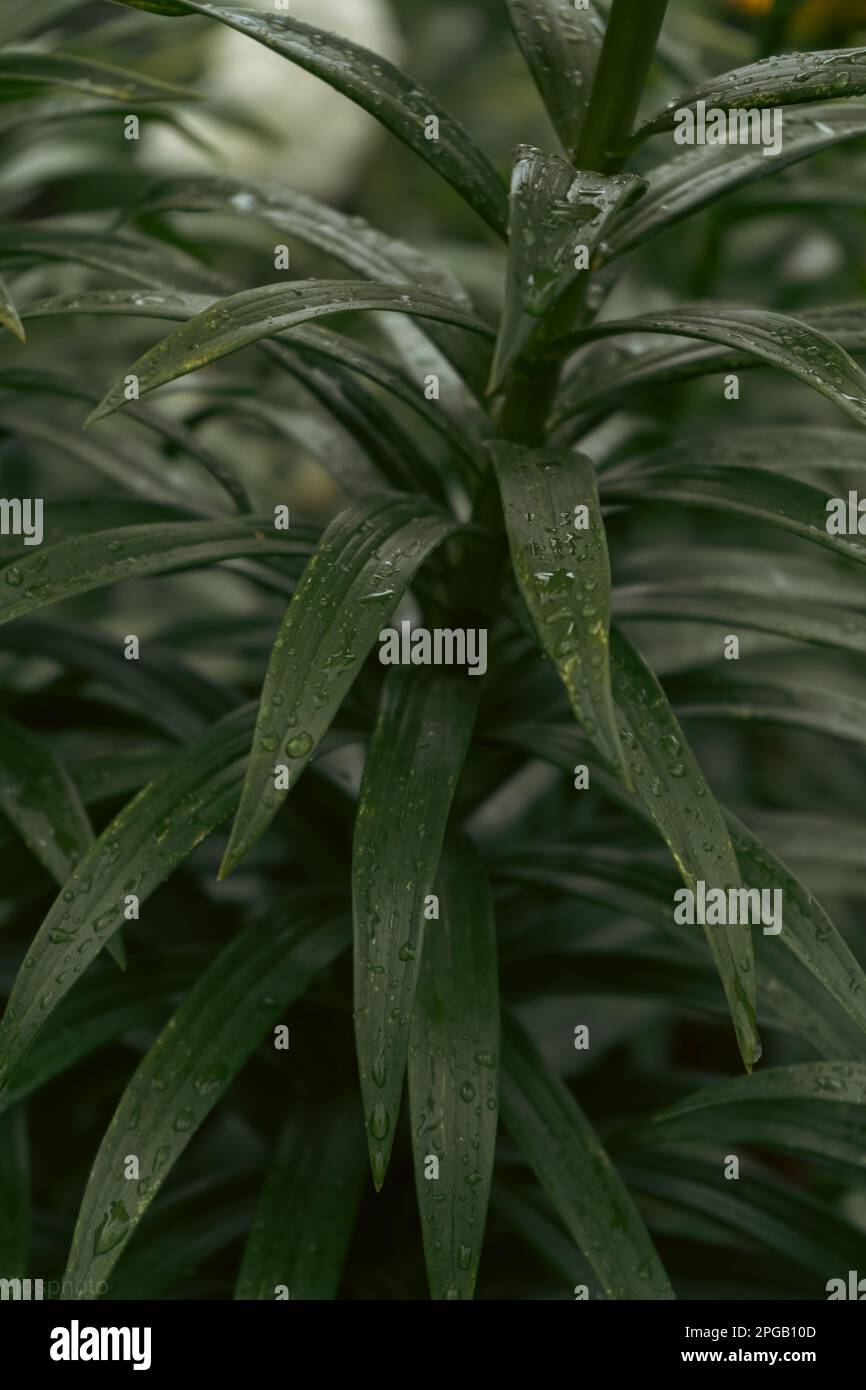 Lily flower with rain drops. Desktop wallpaper. raindrops. lily. Close ...