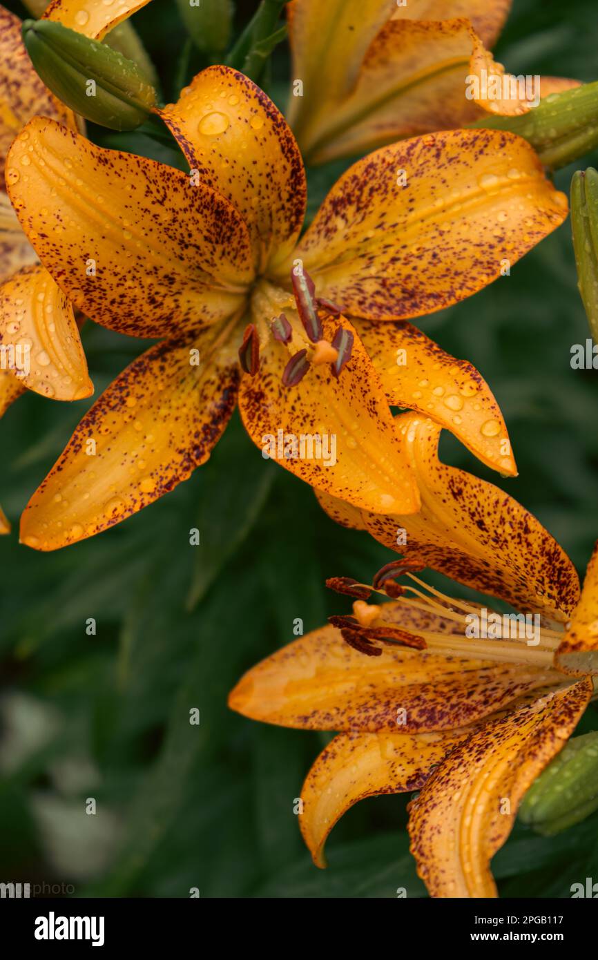 Lily flower with rain drops. Desktop wallpaper. raindrops. lily. Close ...