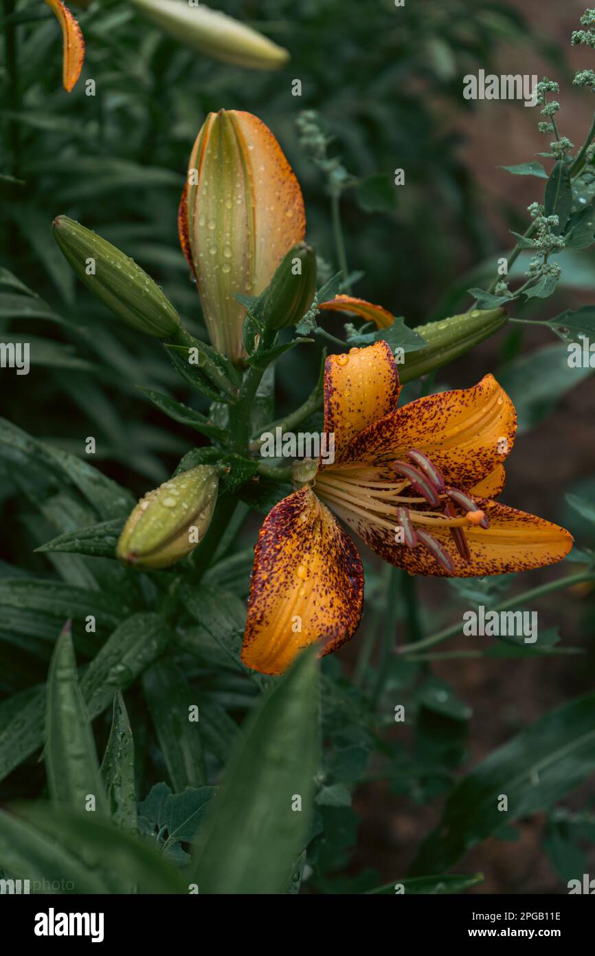 Lily flower with rain drops. Desktop wallpaper. raindrops. lily. Close ...