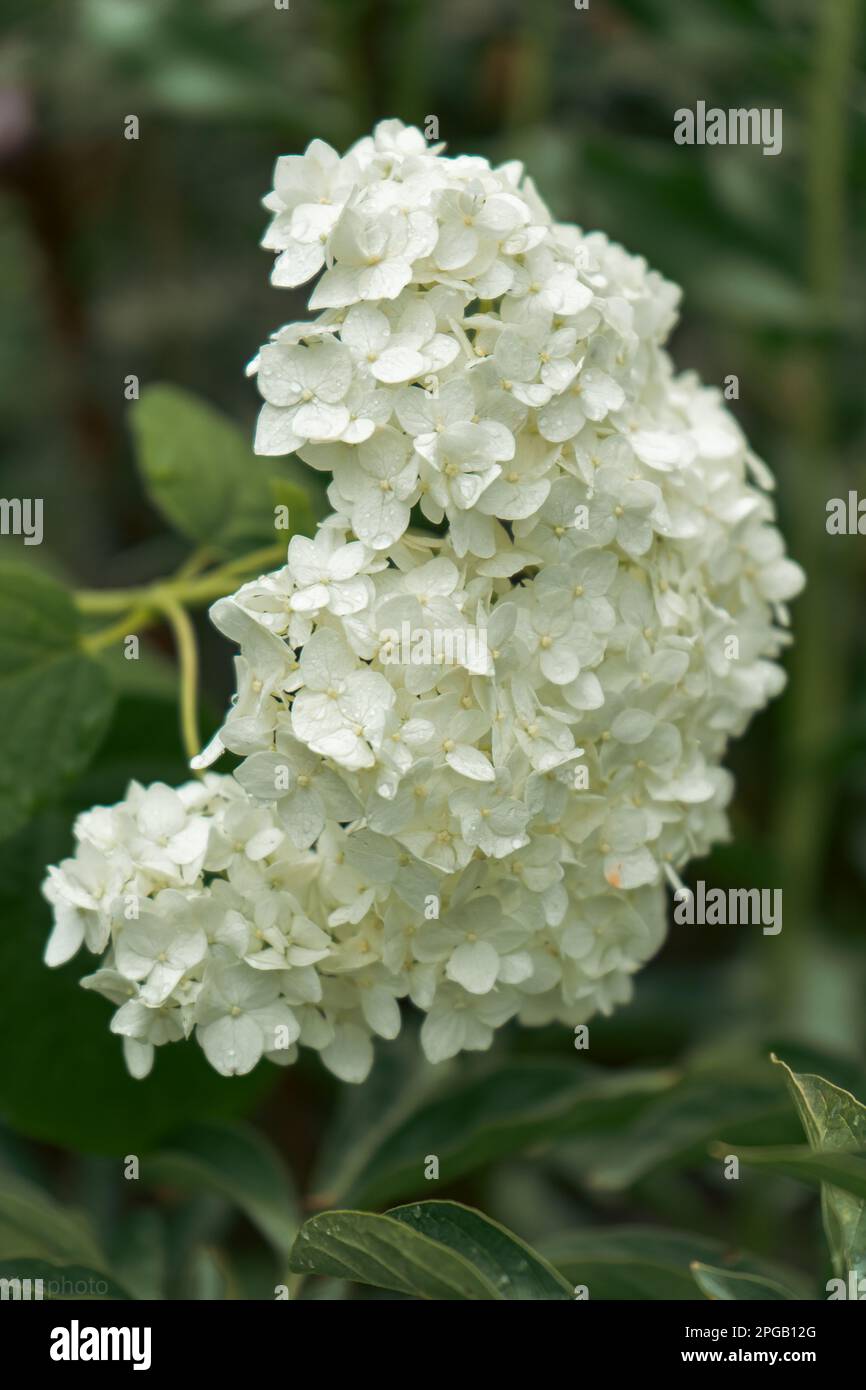 Lily flower with rain drops. Desktop wallpaper. raindrops. lily. Close ...