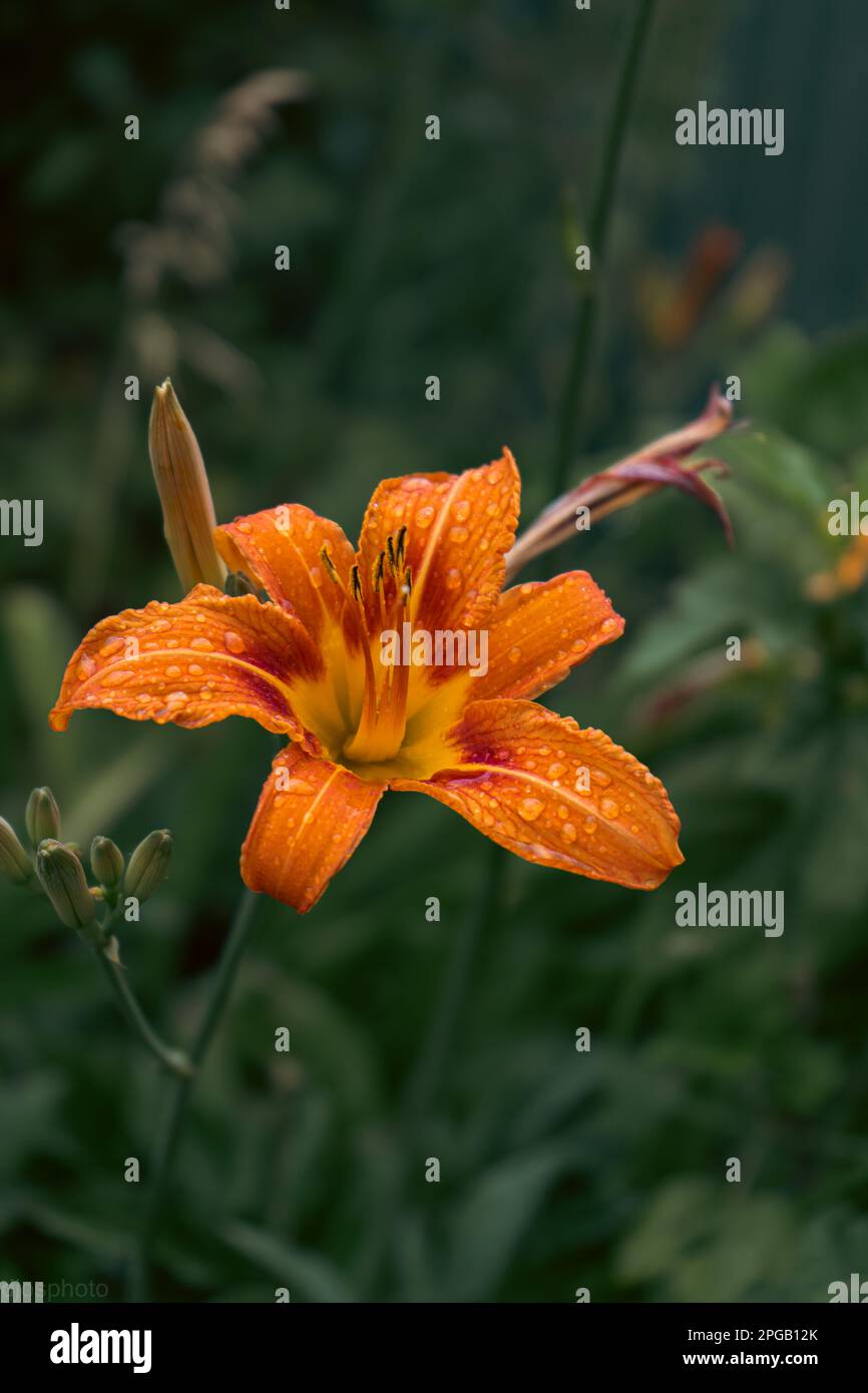 Lily flower with rain drops. Desktop wallpaper. raindrops. lily. Close ...