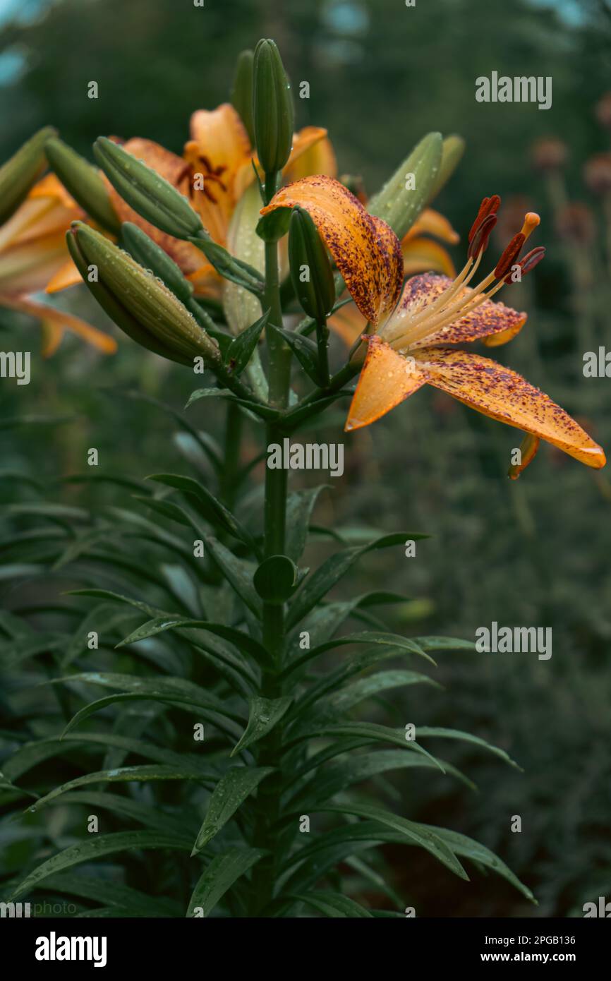 Lily flower with rain drops. Desktop wallpaper. raindrops. lily. Close ...