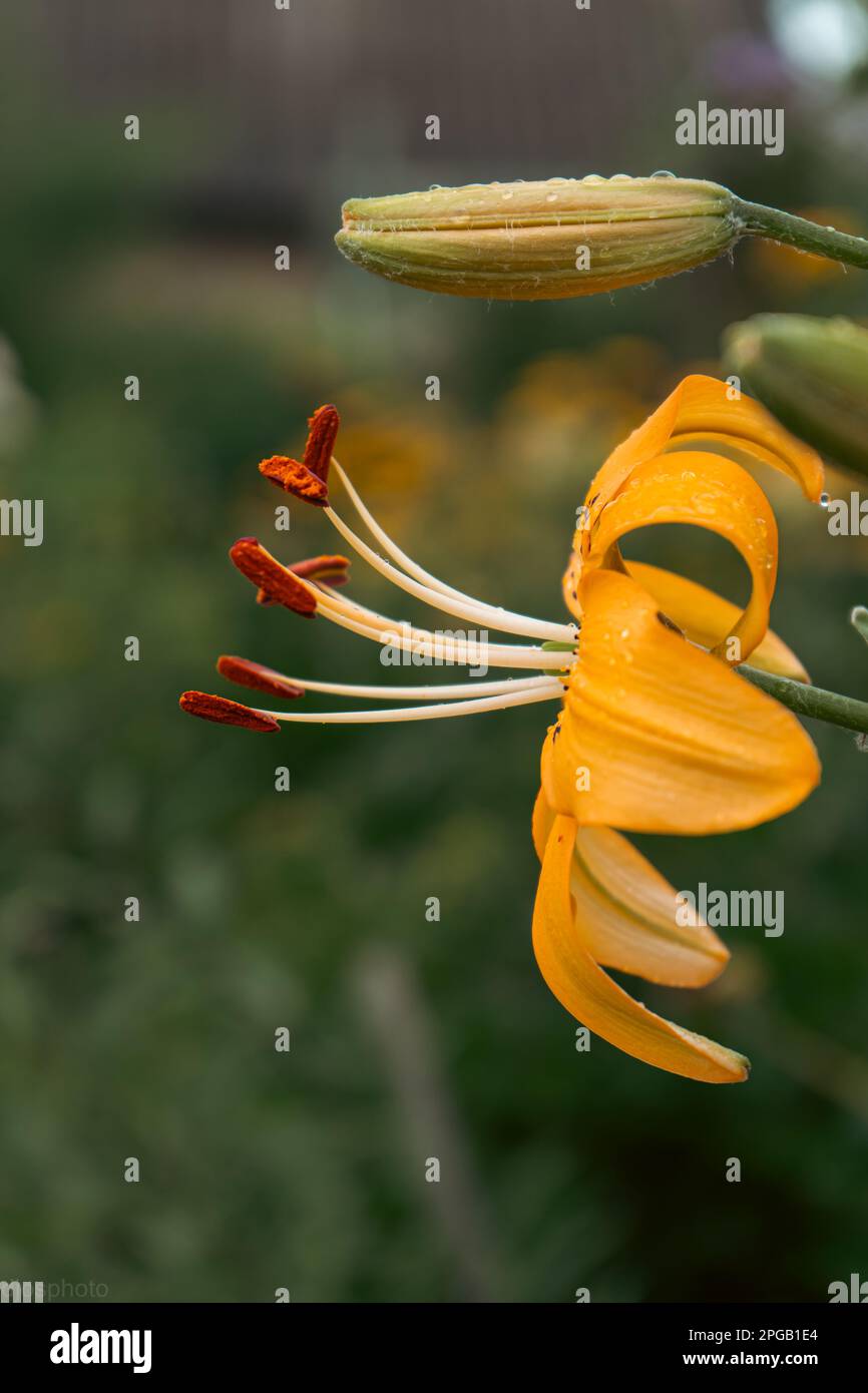 Lily flower with rain drops. Desktop wallpaper. raindrops. lily. Close ...