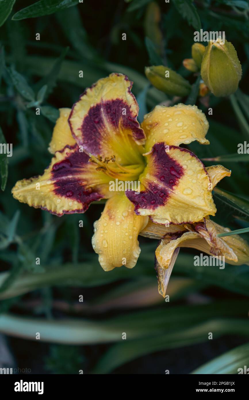 Lily flower with rain drops. Desktop wallpaper. raindrops. lily. Close ...