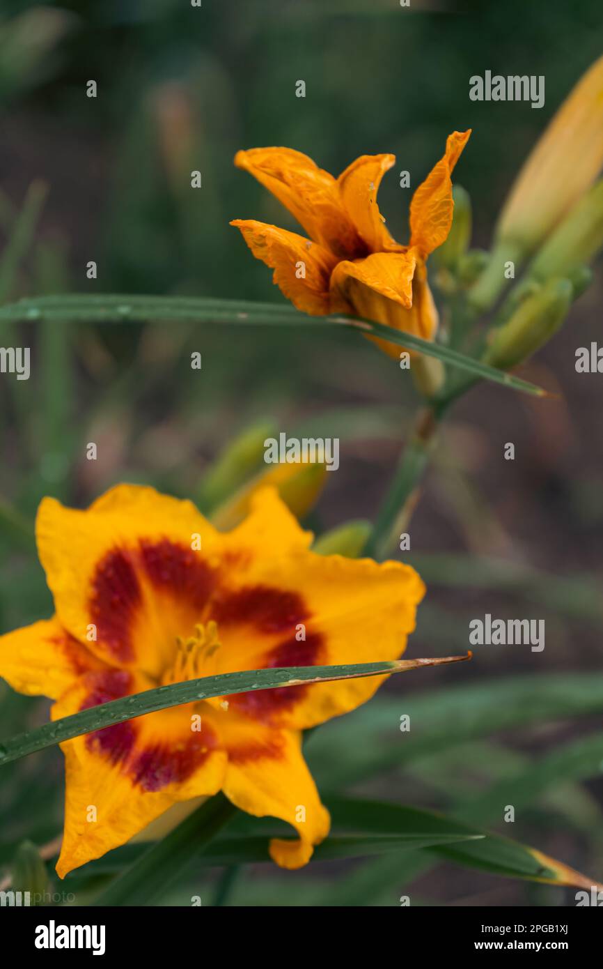 Lily flower with rain drops. Desktop wallpaper. raindrops. lily. Close ...