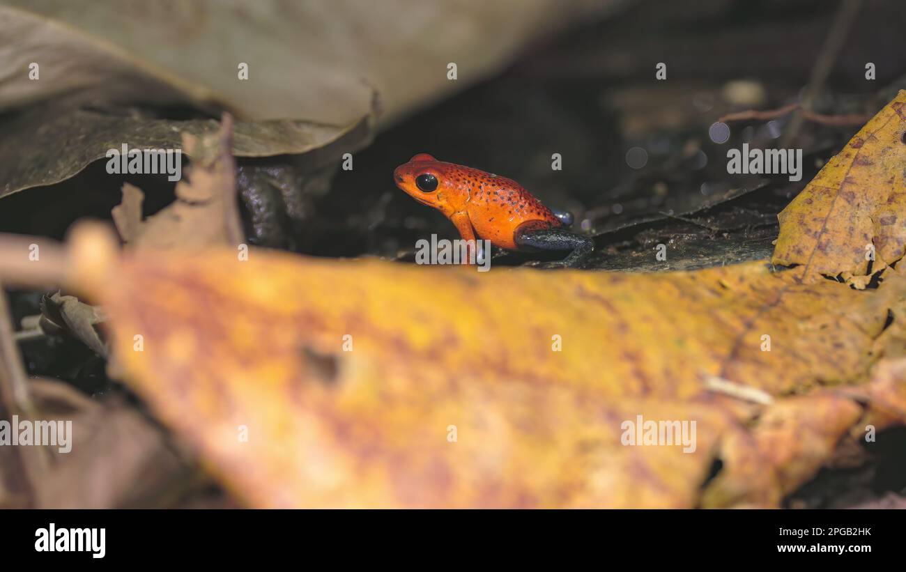blue jeans poison dart frog sheltering in leaf litter Stock Photo - Alamy