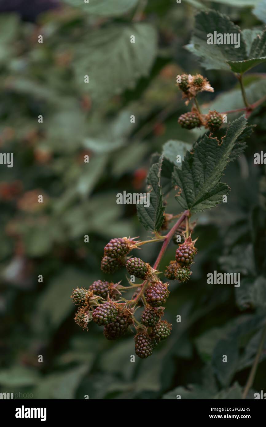 The blackberry grows on a garden bush. The rays of the sun break ...
