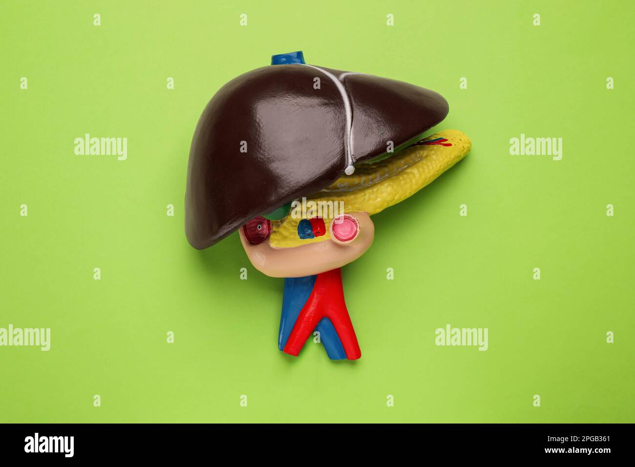 Model of liver on light green background, top view Stock Photo - Alamy