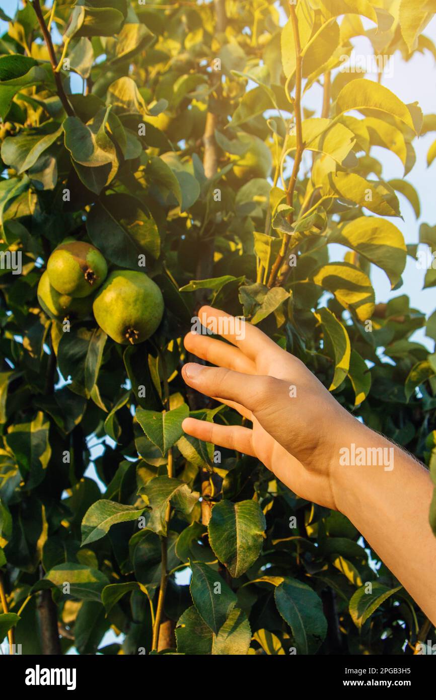 Tree full of green quince in the garden. Male hand harvests quince in ...