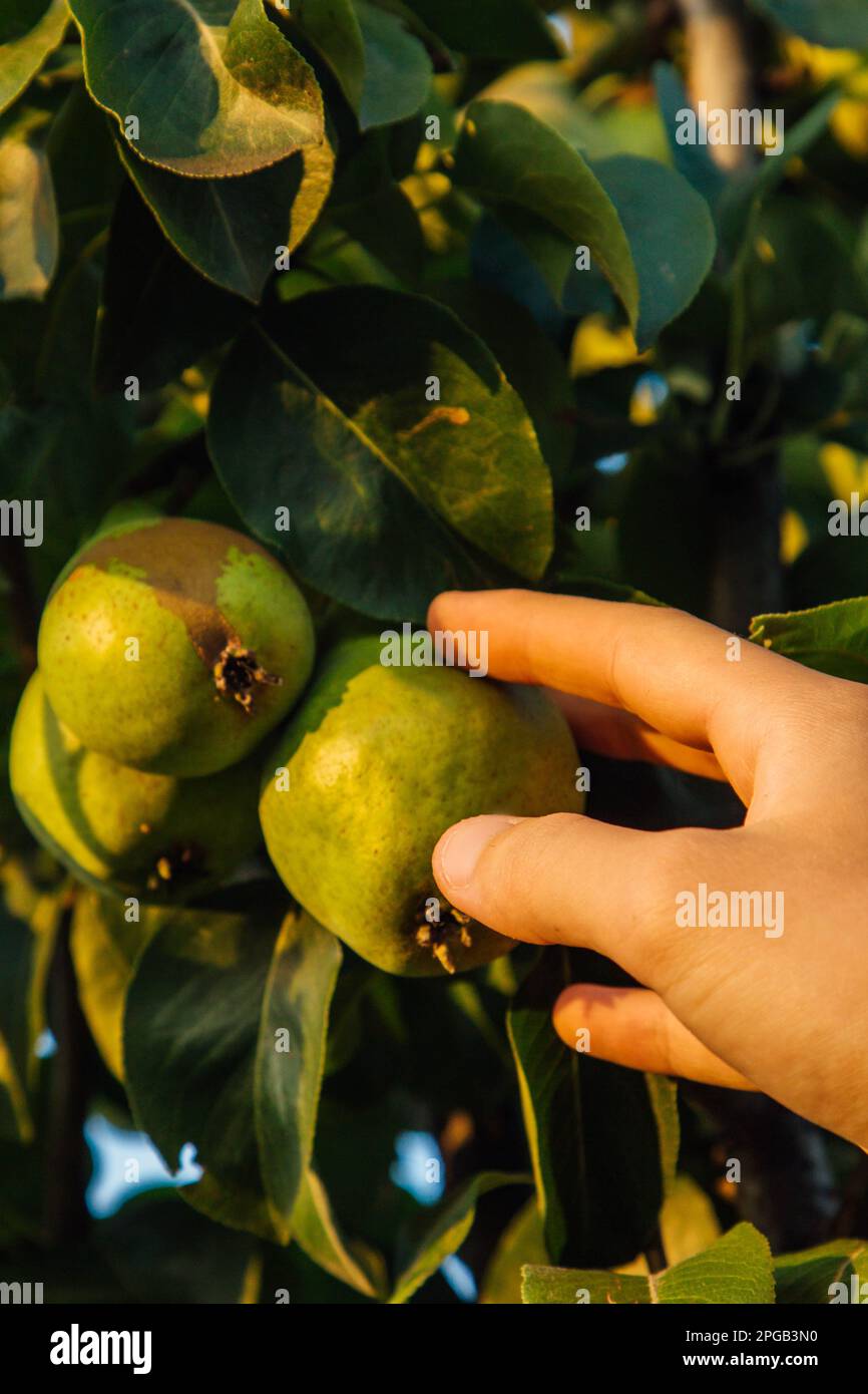 Tree full of green quince in the garden. Male hand harvests quince in ...