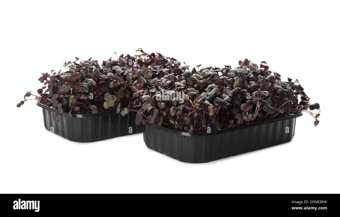 Fresh radish microgreens in plastic containers on white background ...