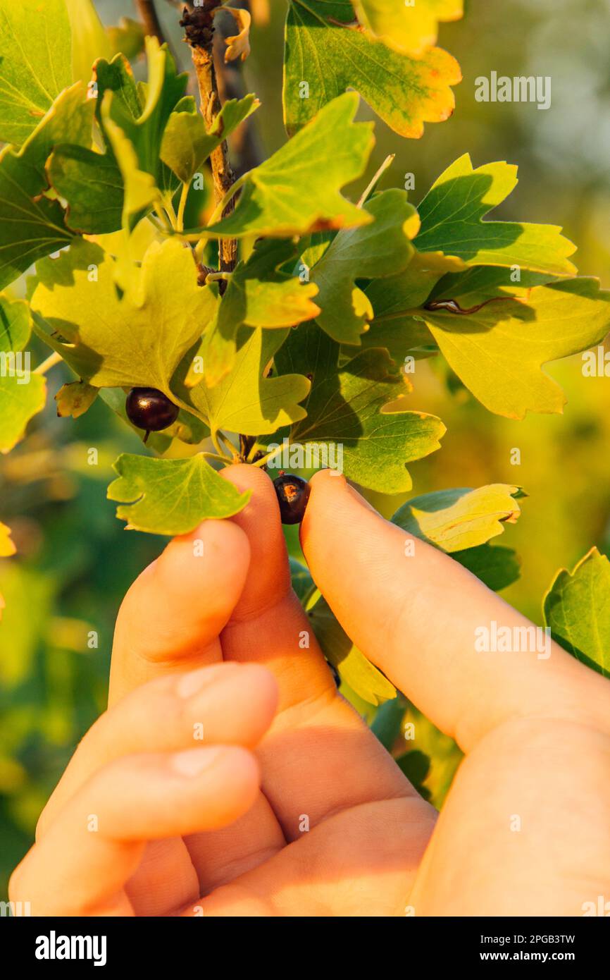 Bush full of barberry and raspberries in the garden. Male hand harvests ...