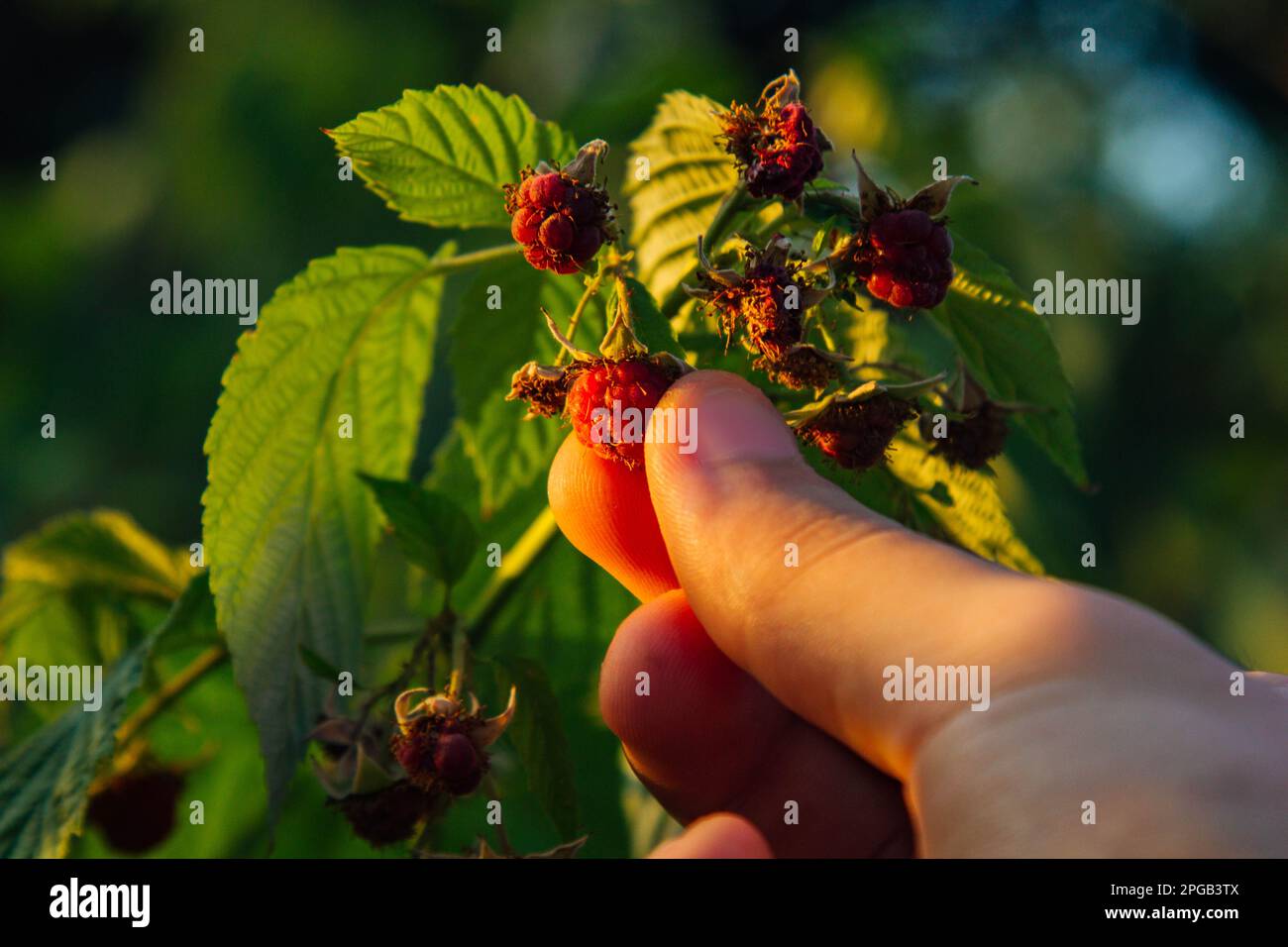 Bush full of barberry and raspberries in the garden. Male hand harvests ...