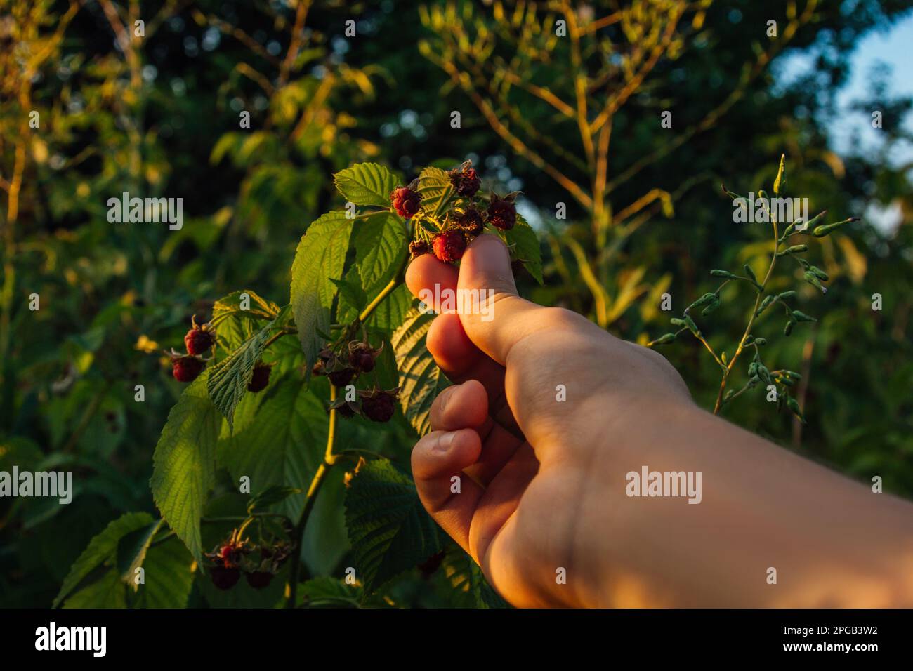 Bush full of barberry and raspberries in the garden. Male hand harvests ...