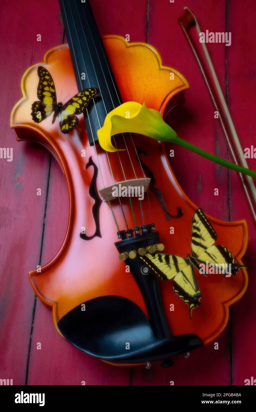 Baroque Violin And Butterflies With Yellow Calla Lily Still Life Stock ...
