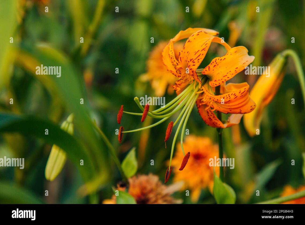 Lily flower with rain drops. Desktop wallpaper. raindrops. lily. Close ...