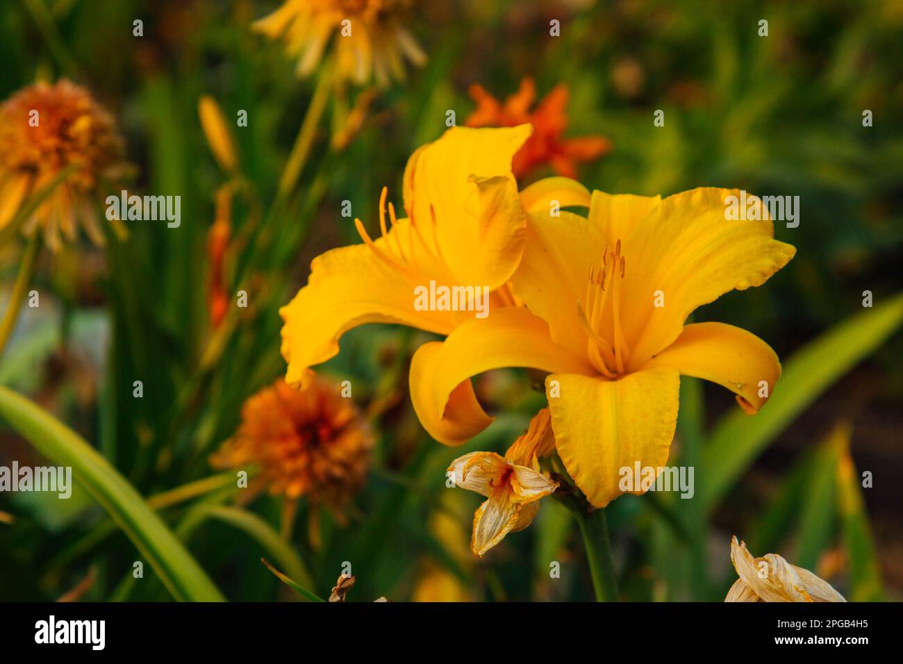 Lily flower with rain drops. Desktop wallpaper. raindrops. lily. Close ...