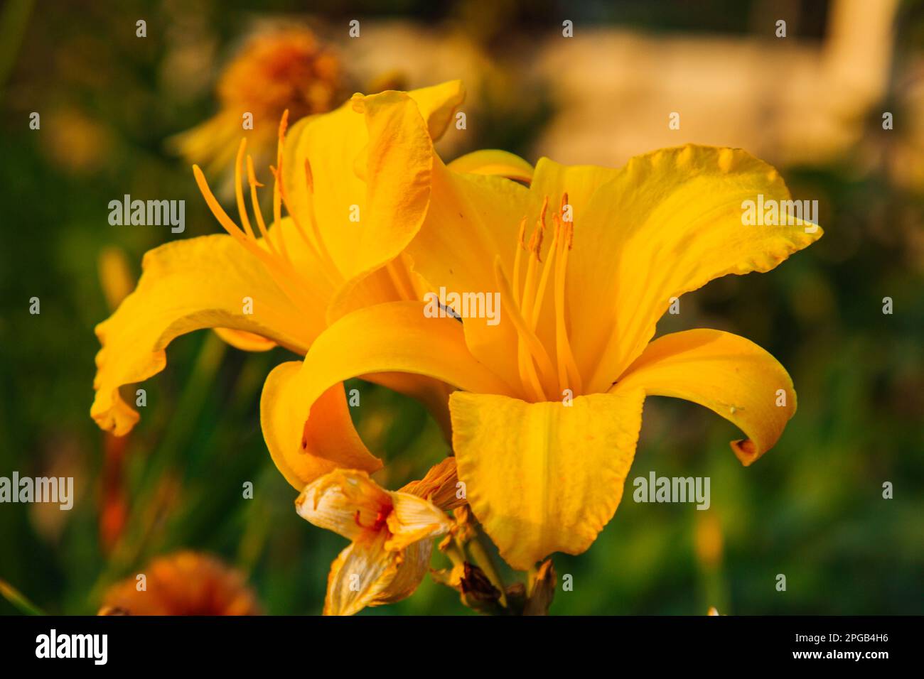 Lily flower with rain drops. Desktop wallpaper. raindrops. lily. Close ...