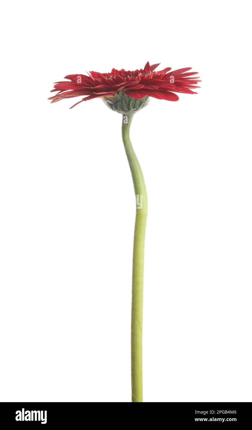 Beautiful red gerbera flower on white background Stock Photo - Alamy